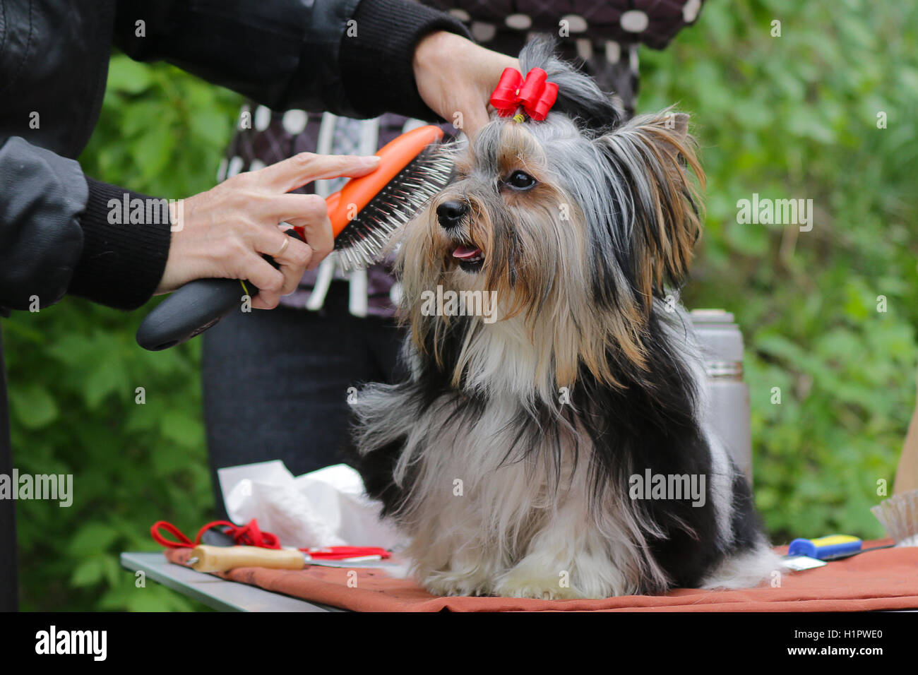 How Do You Groom A Yorkie At Home