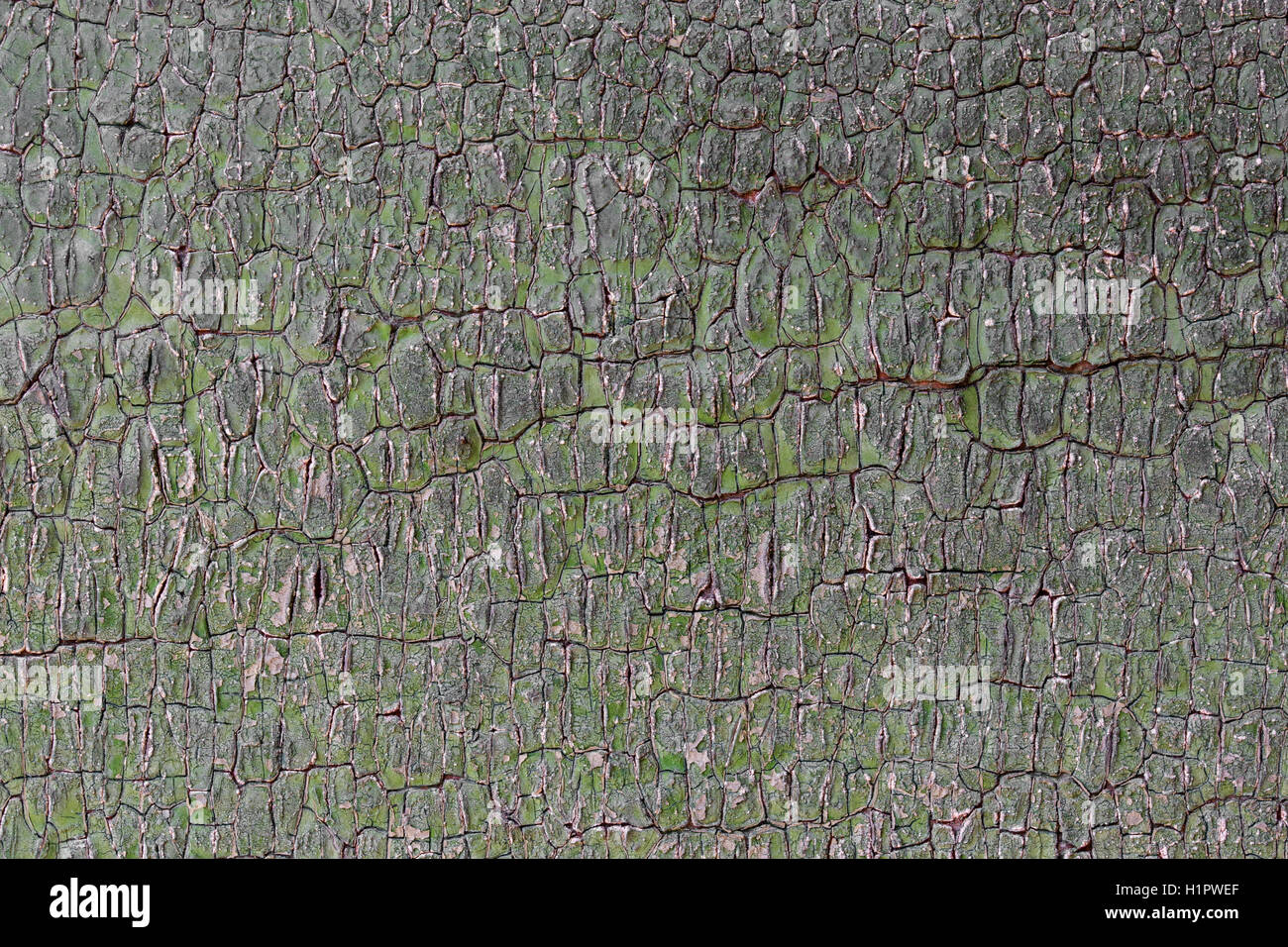 old paint green color creates a background in retro style Stock Photo ...