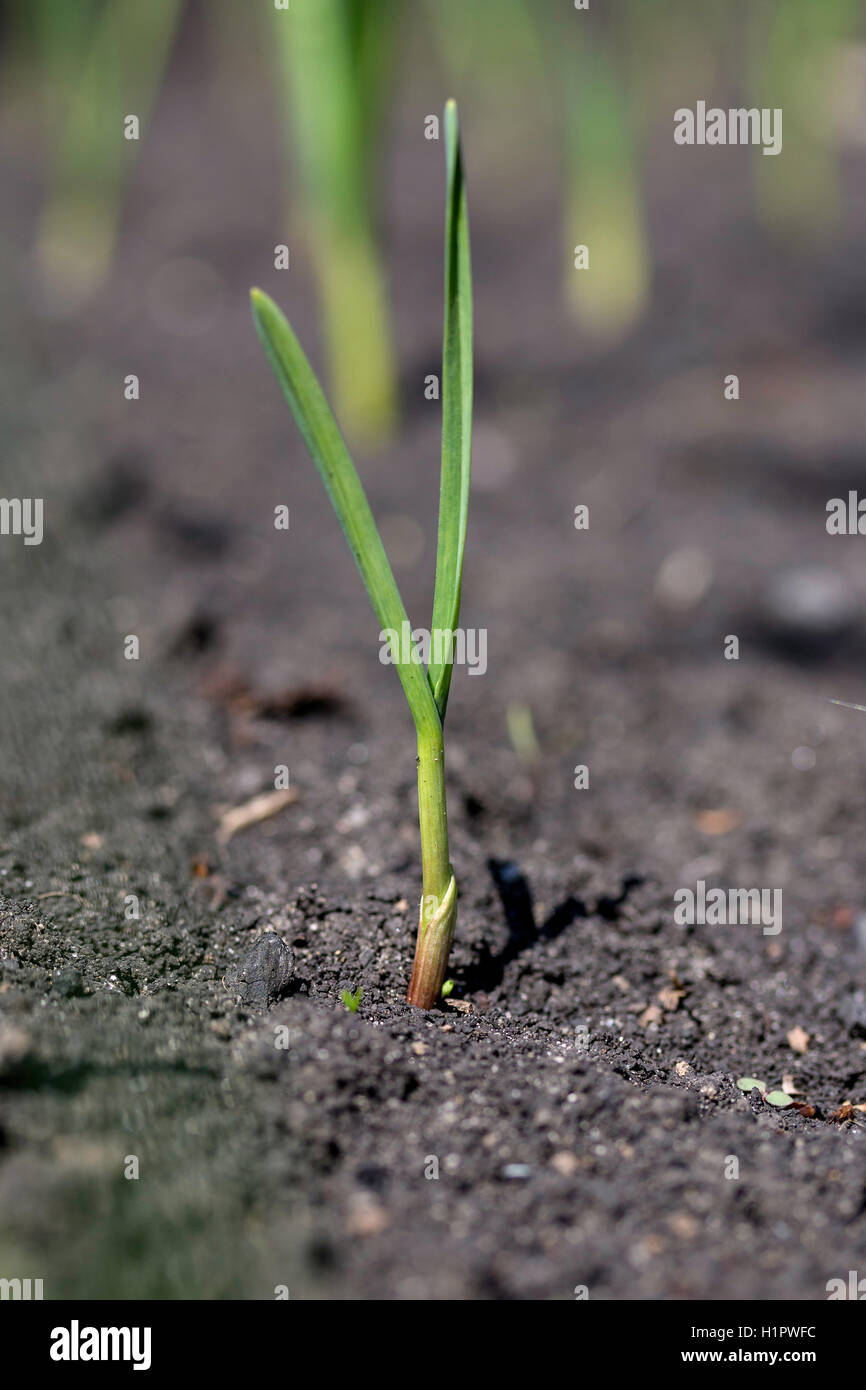 Germination garlic hi-res stock photography and images - Alamy
