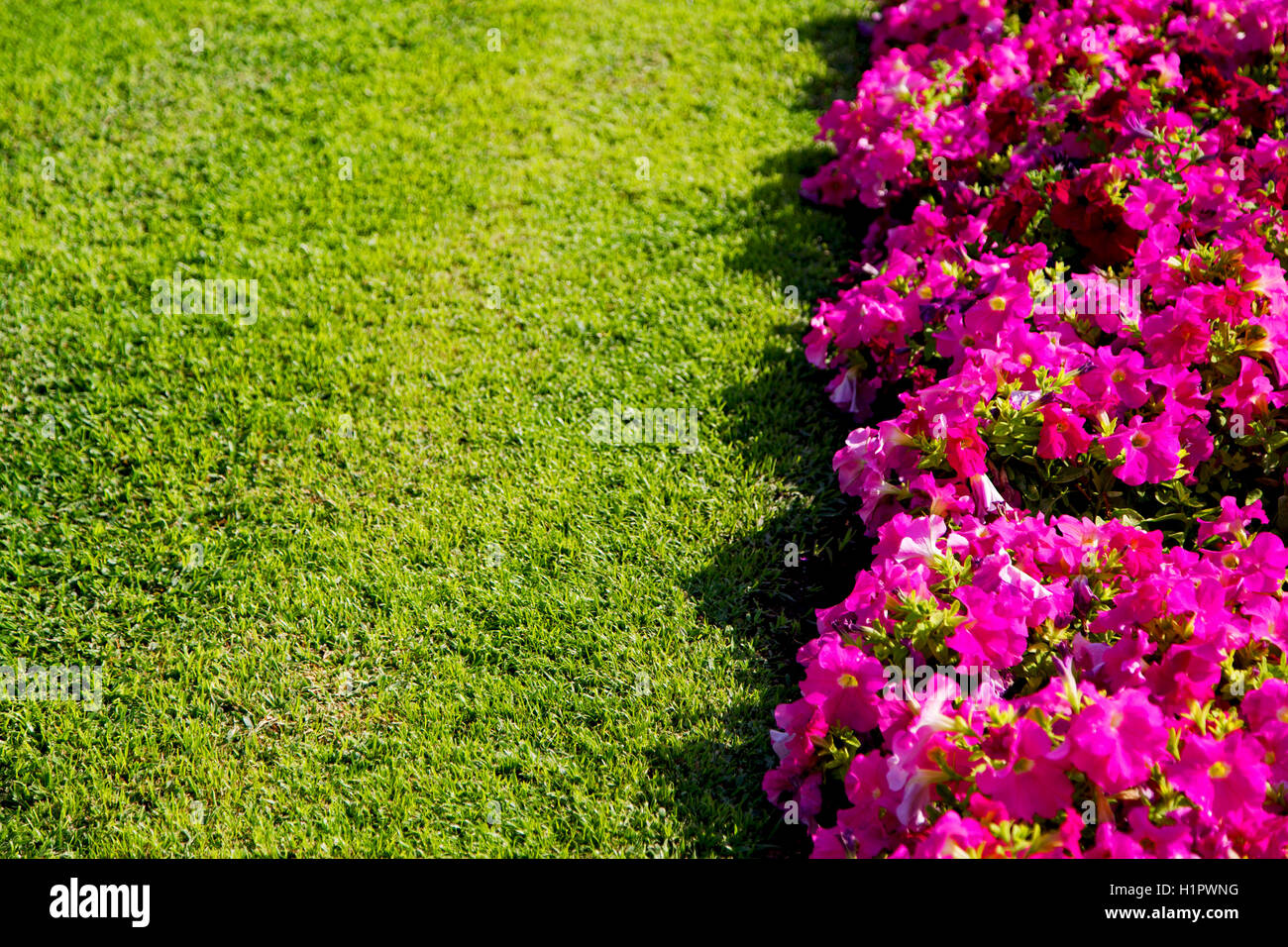 in the spring colors oman flowers and garden Stock Photo - Alamy