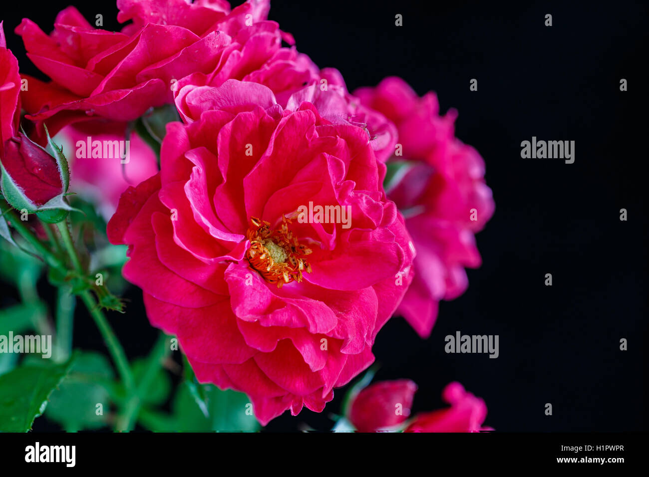 A shrub rose flower against black. The Champlain Rose is one of the ...