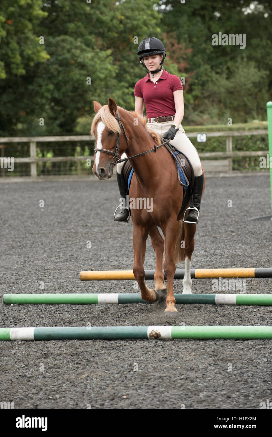 A young pony rider walking a pony - A Chestnut pony and rider stepping ...