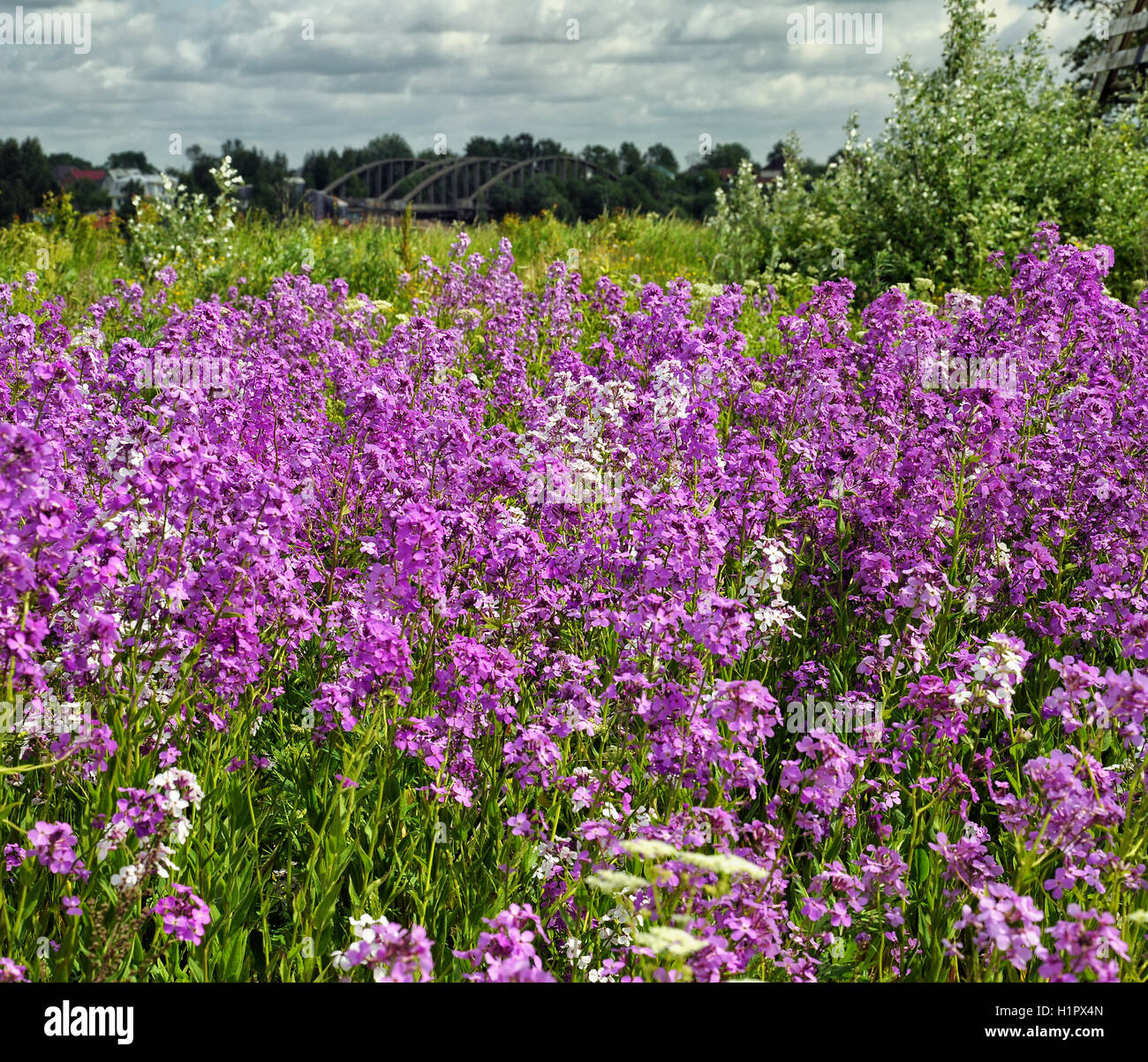 Phlox family hi-res stock photography and images - Alamy