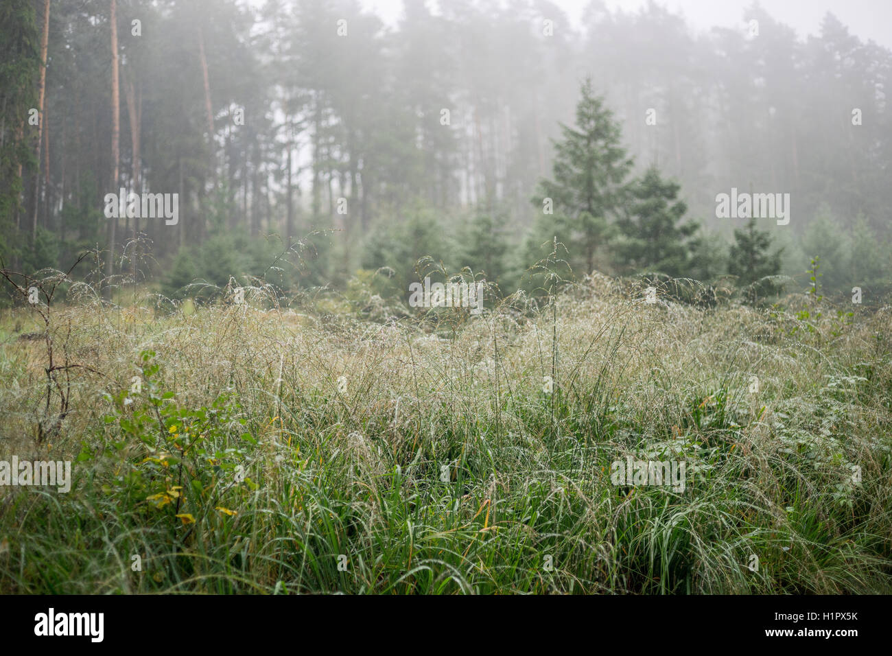 Spruce trees tree forest in the rain and fog Stock Photo - Alamy