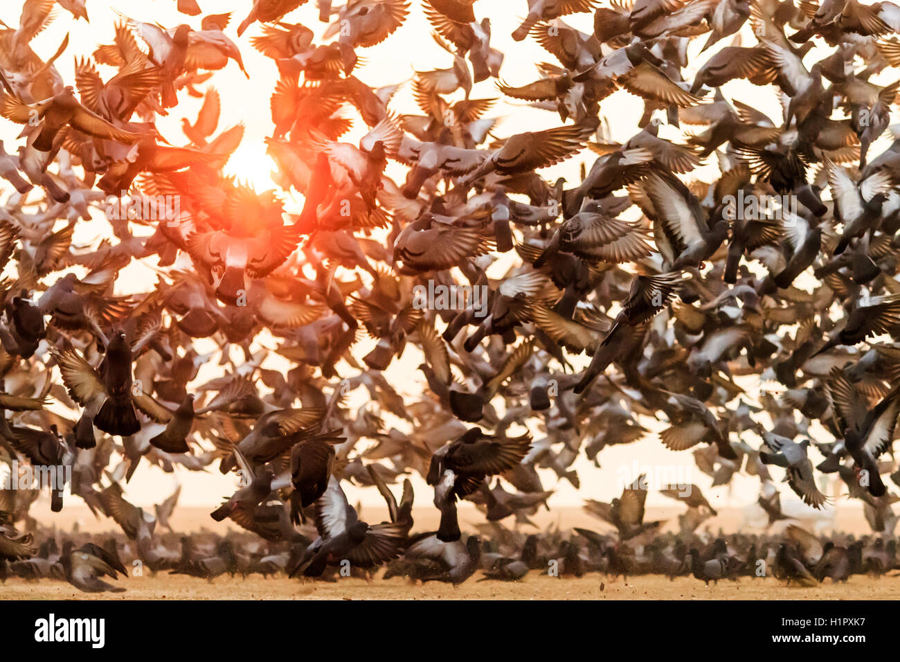 Birds of same feather flock together Stock Photo - Alamy