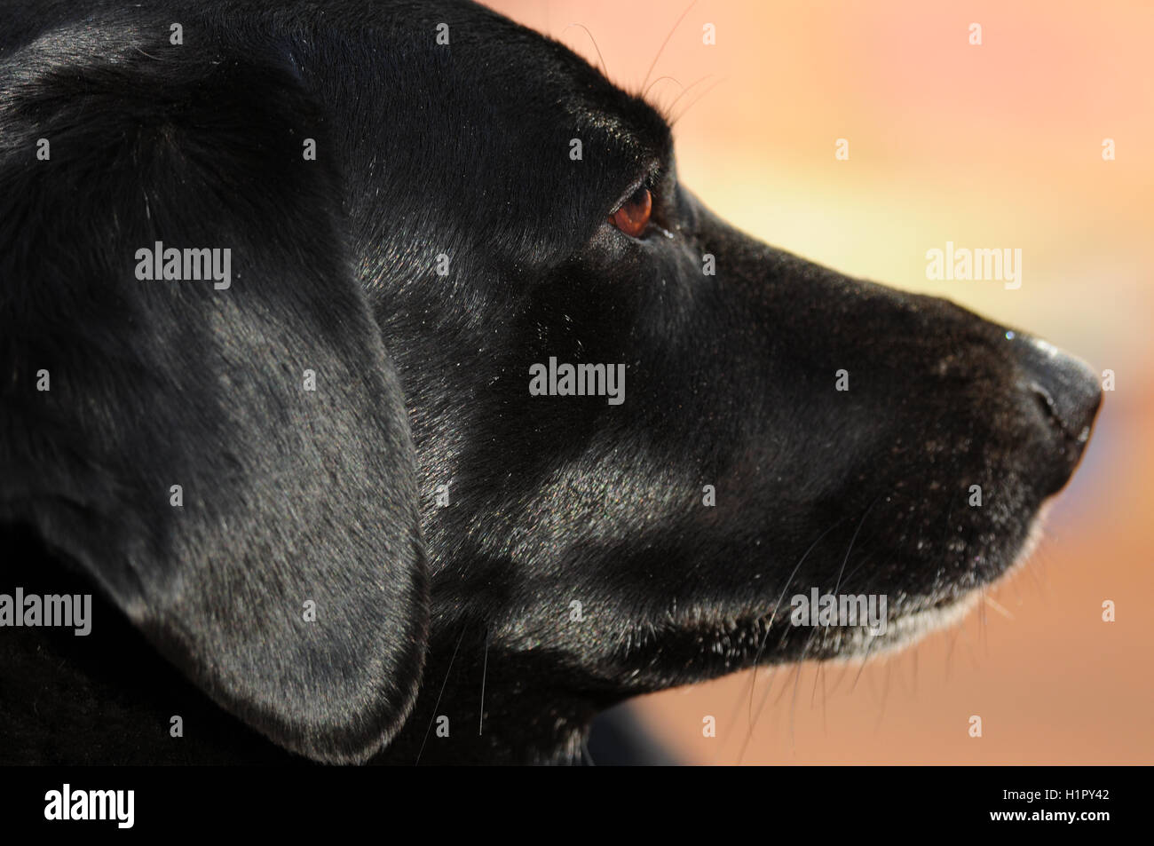 Black Labrador face head Stock Photo - Alamy
