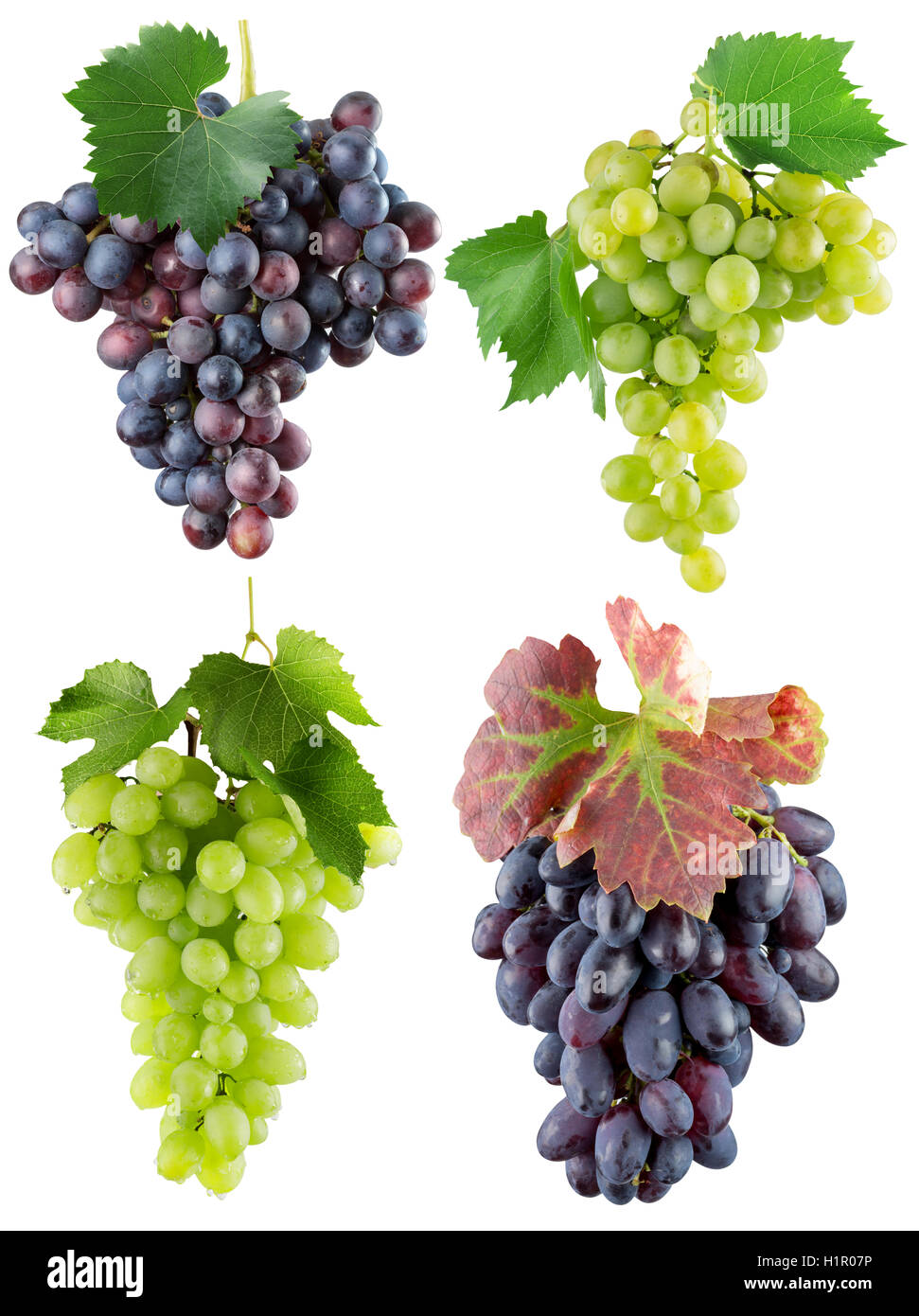 collection of green and purple grapes isolated on the white background ...