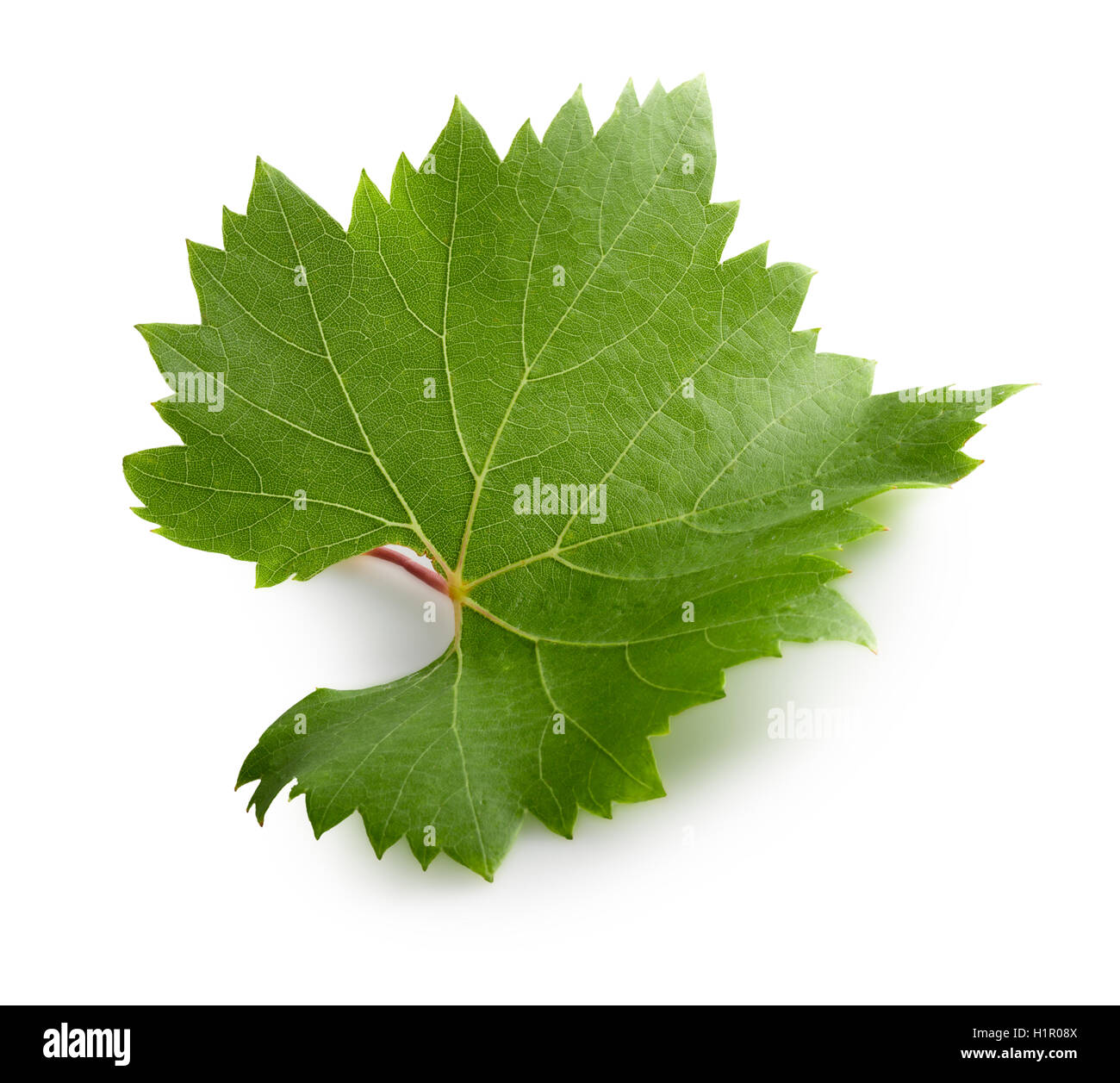 grape leaf isolated on the white background Stock Photo - Alamy