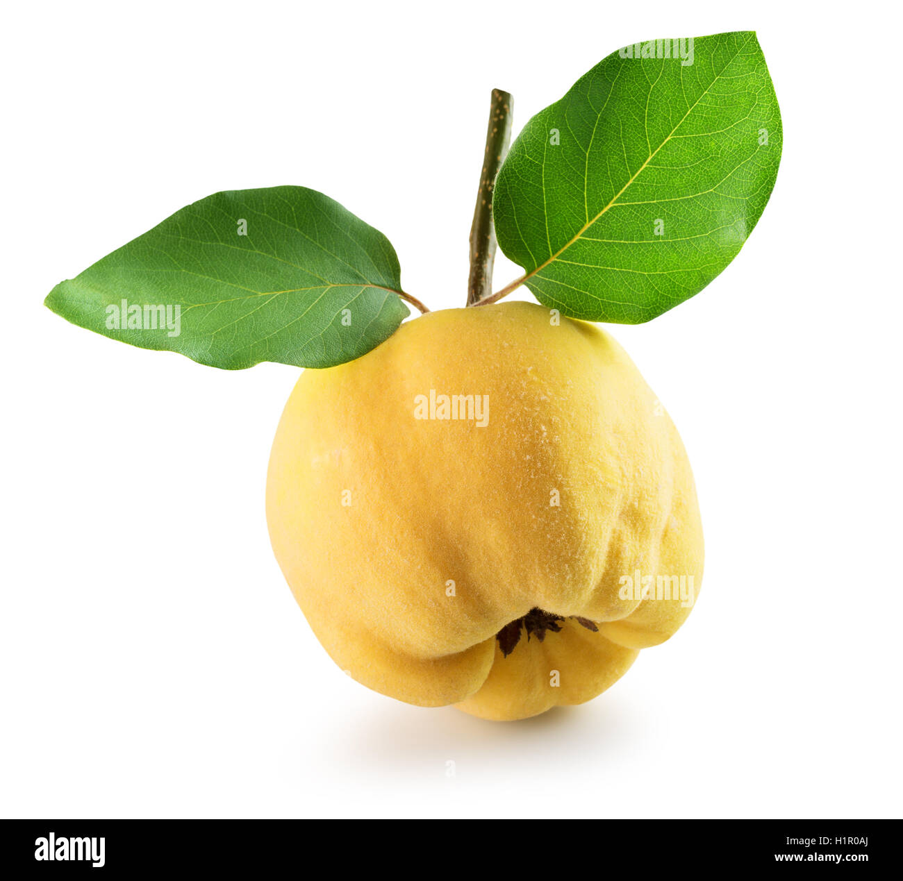 quince isolated on the white background Stock Photo - Alamy