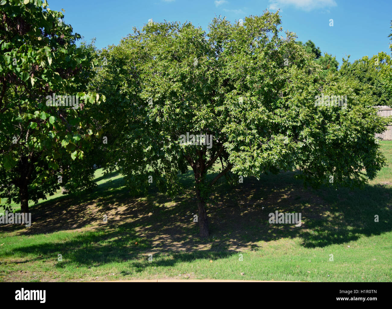 A bunch of trees outside a store Stock Photo - Alamy