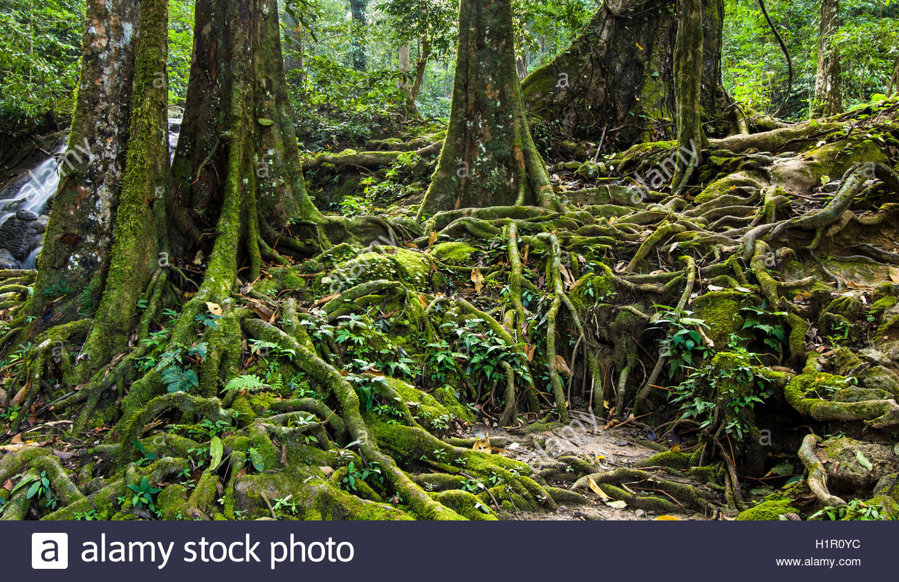 Forest Vines Stock Photos & Forest Vines Stock Images - Alamy