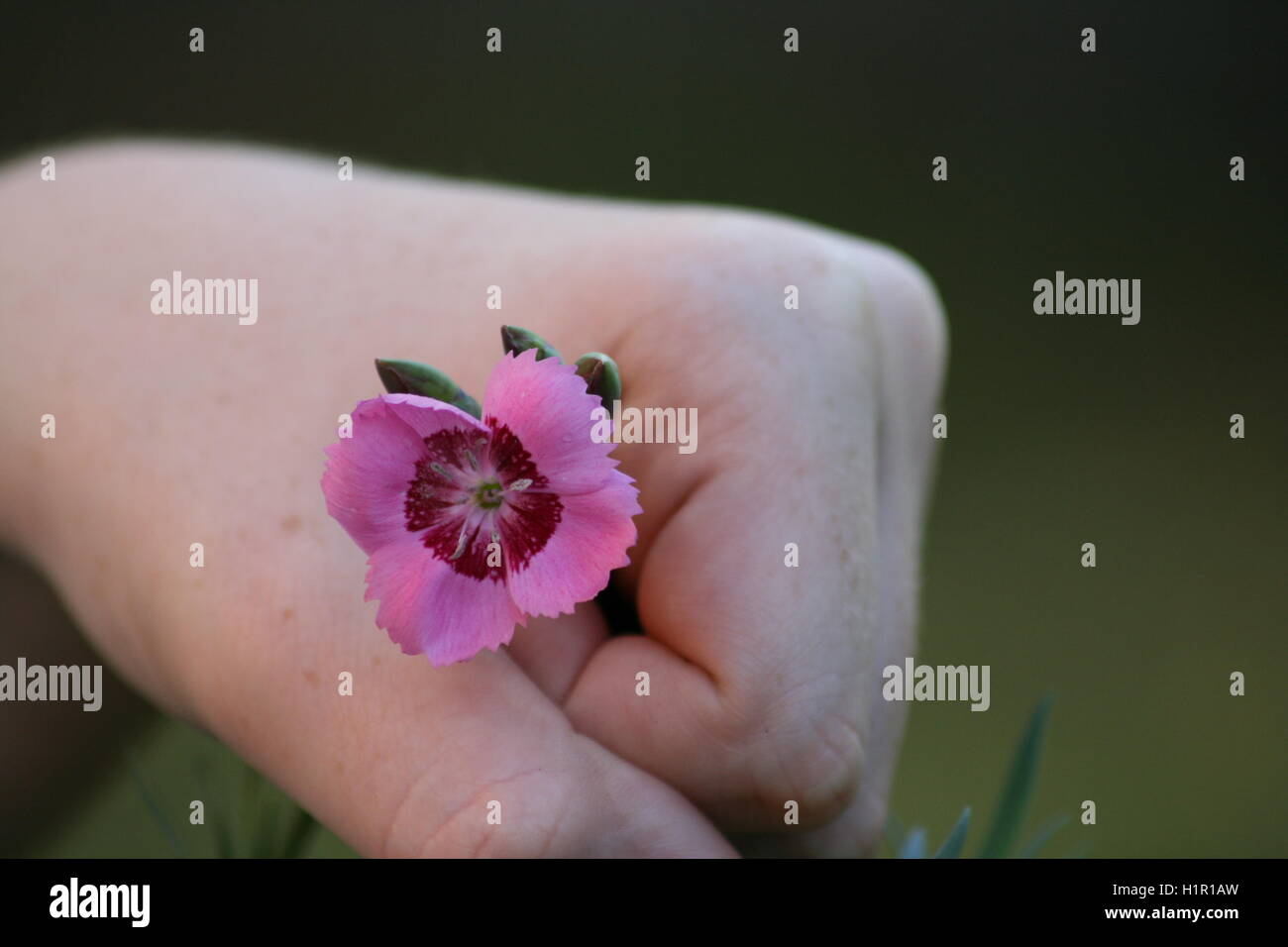 Pink flower in hand Stock Photo - Alamy