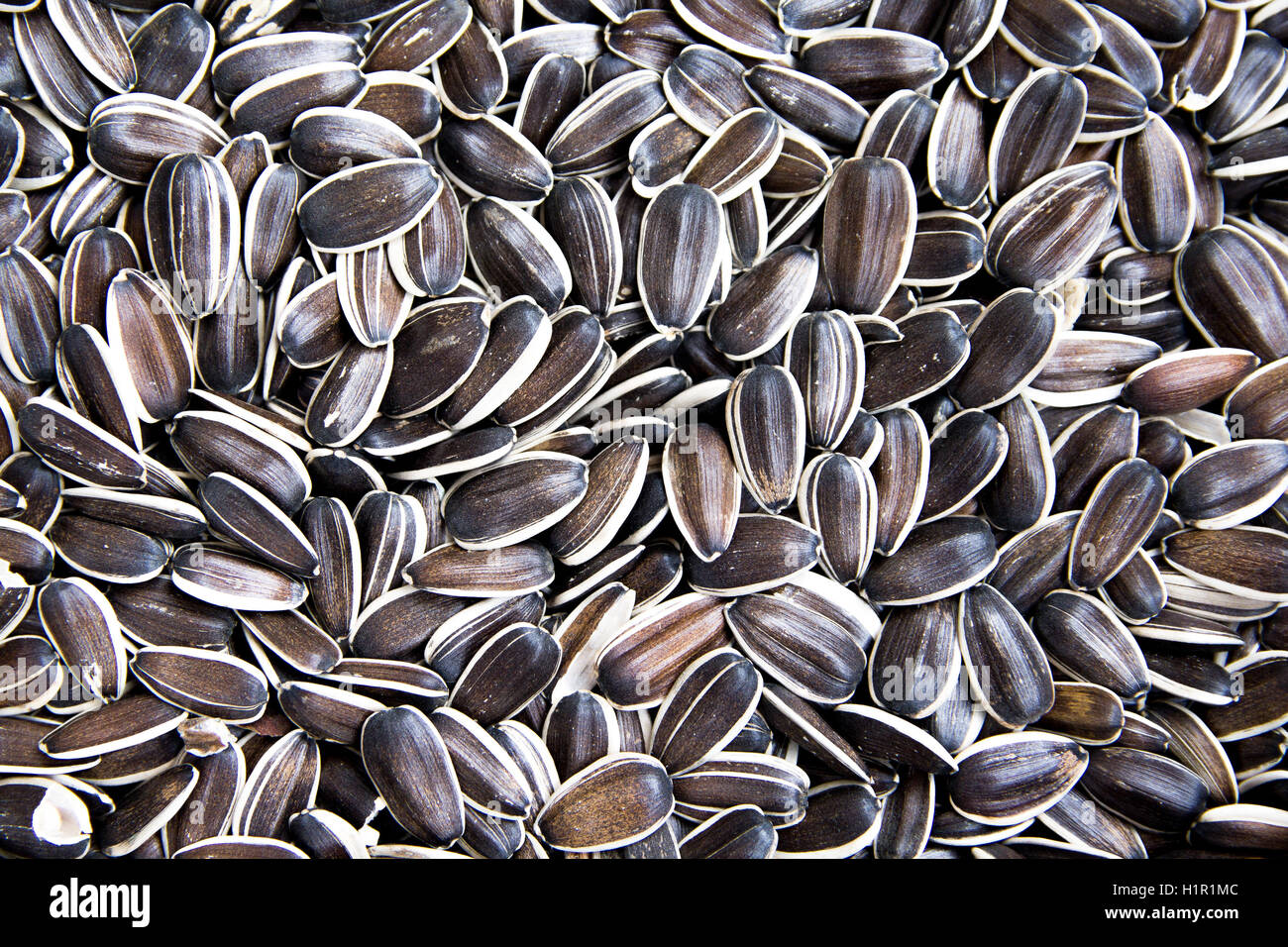 sunflower seeds a lot as background Stock Photo - Alamy
