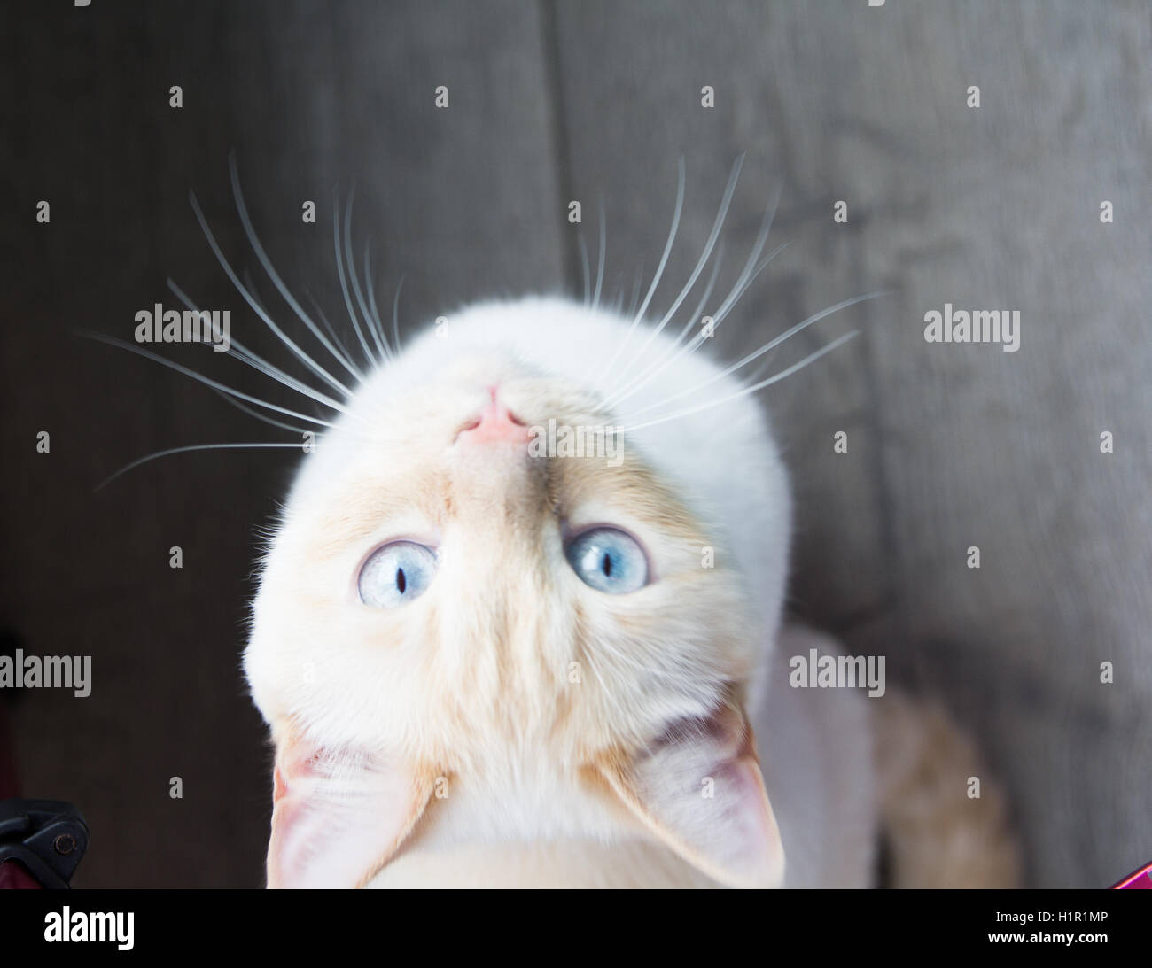 white cat looks Stock Photo - Alamy