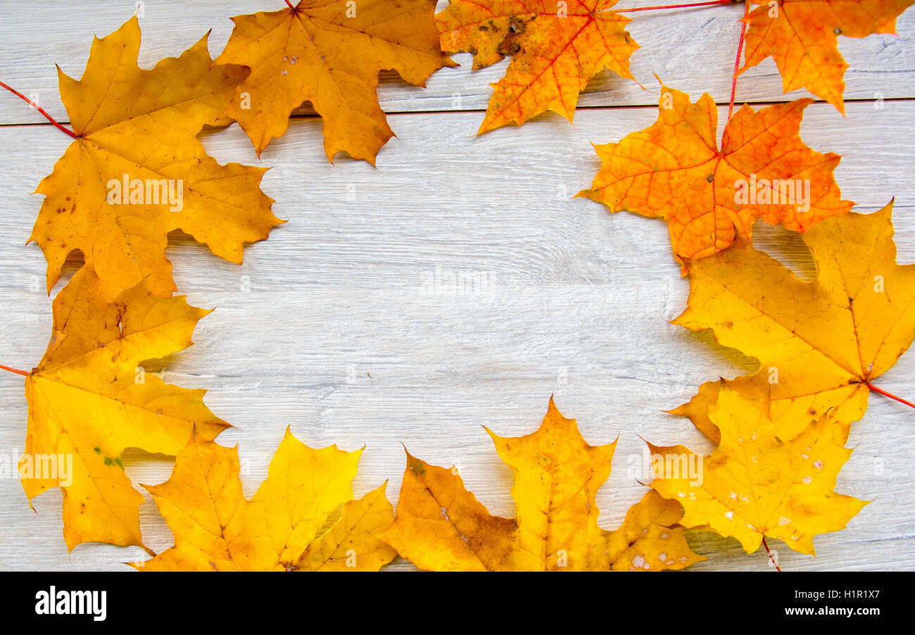 autumn leaves on the plane tree Stock Photo - Alamy