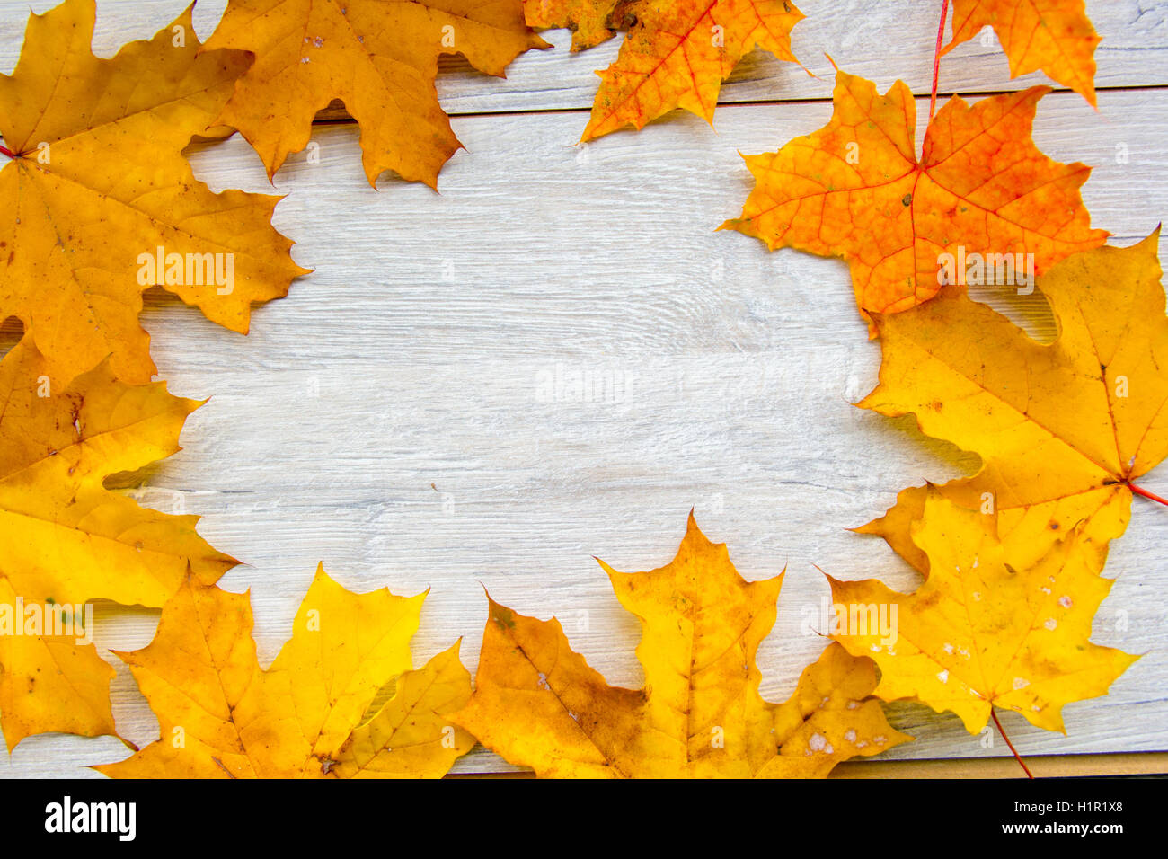 autumn leaves on the plane tree Stock Photo - Alamy