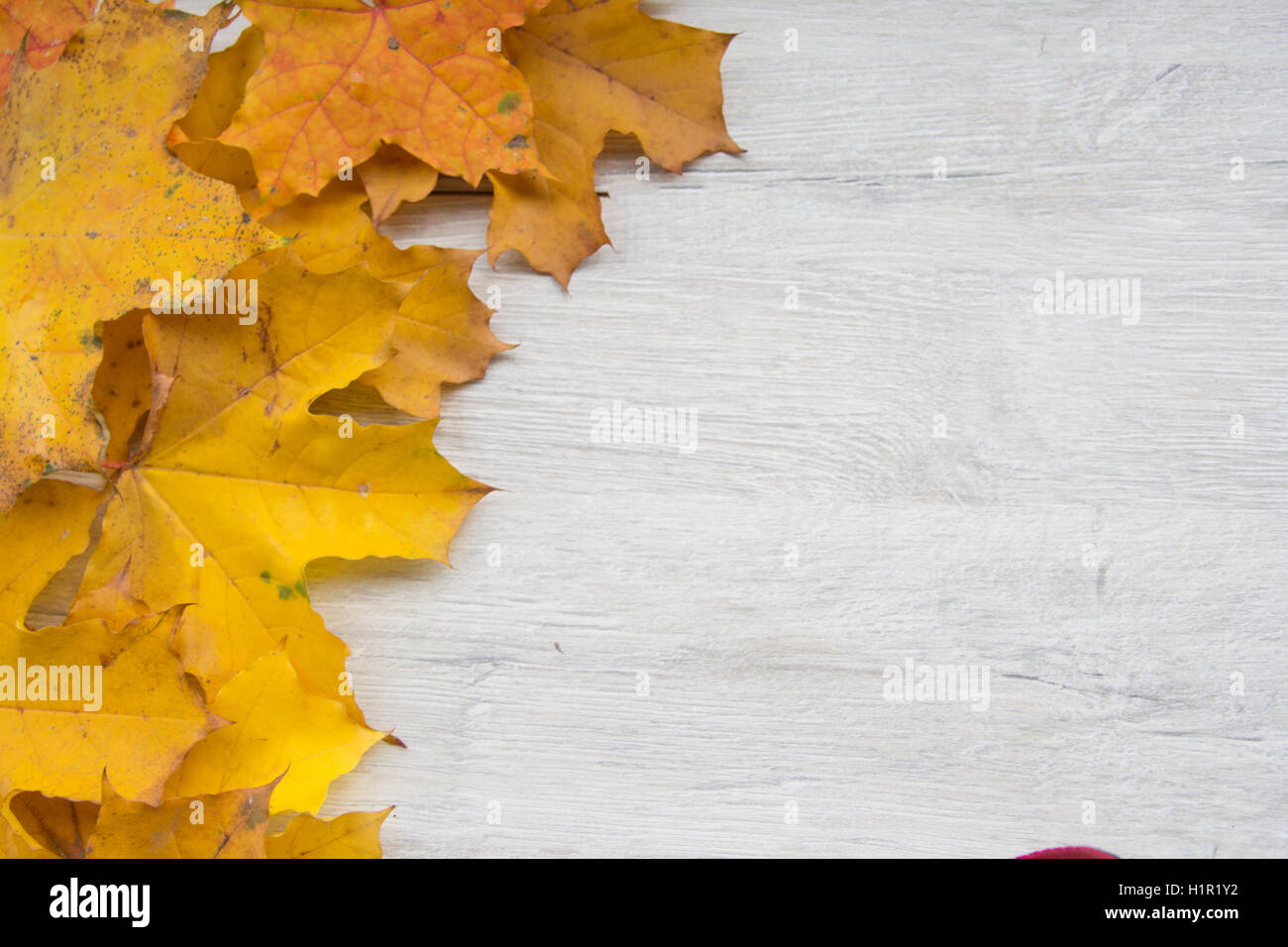 autumn leaves on the plane tree Stock Photo - Alamy