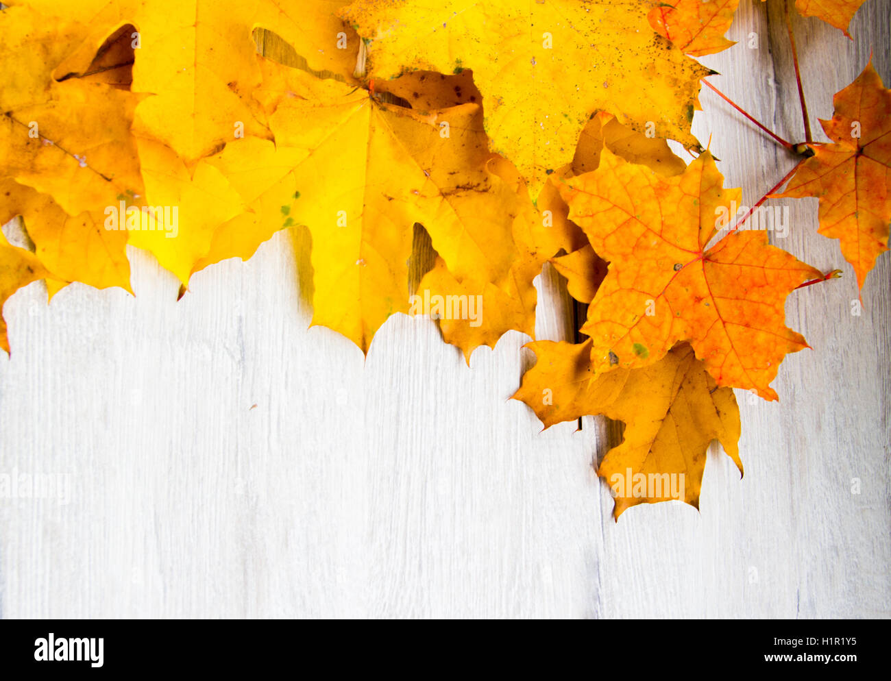 autumn leaves on the plane tree Stock Photo - Alamy