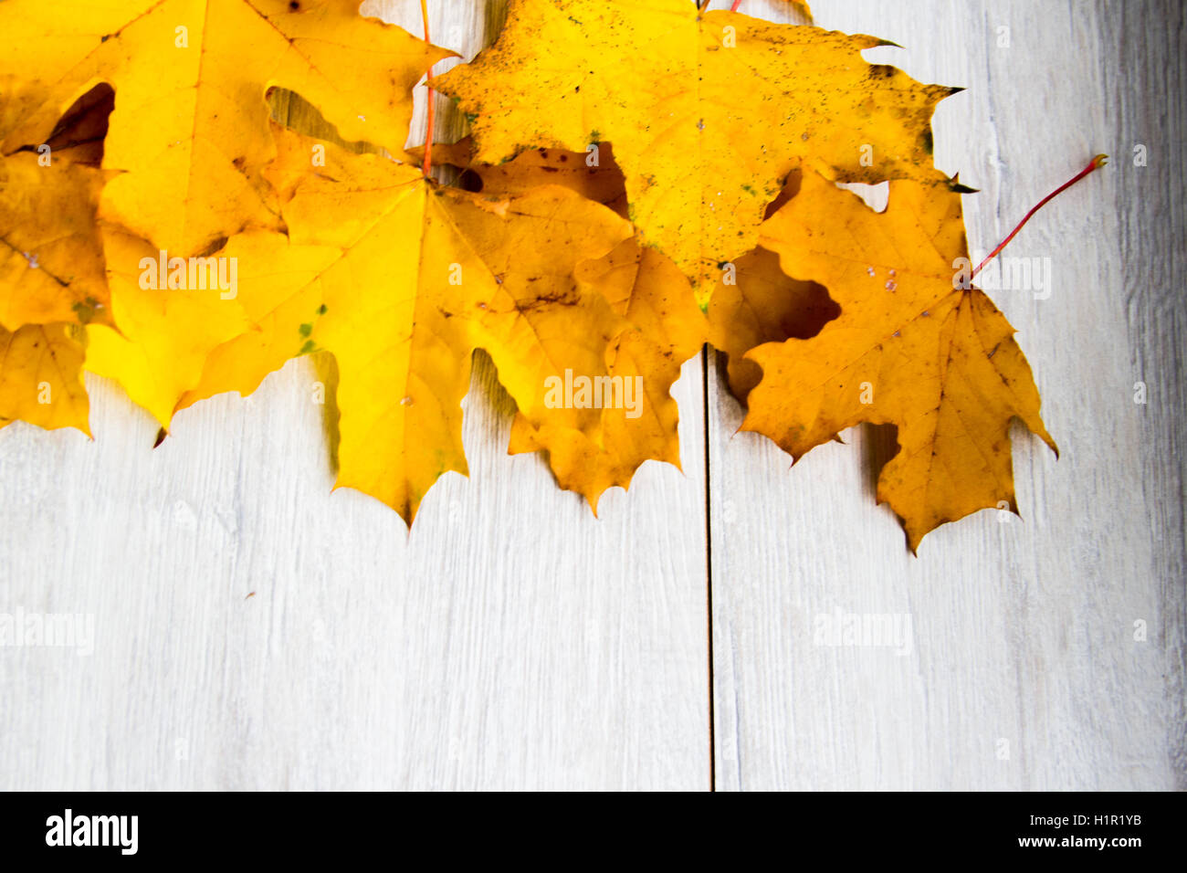 autumn leaves on the plane tree Stock Photo - Alamy
