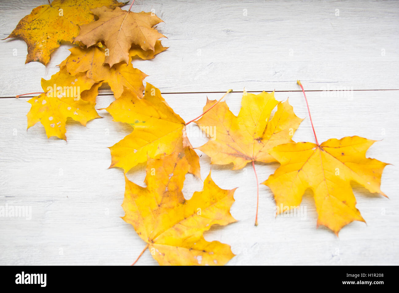 Autumn leaves on plane tree hi-res stock photography and images - Alamy