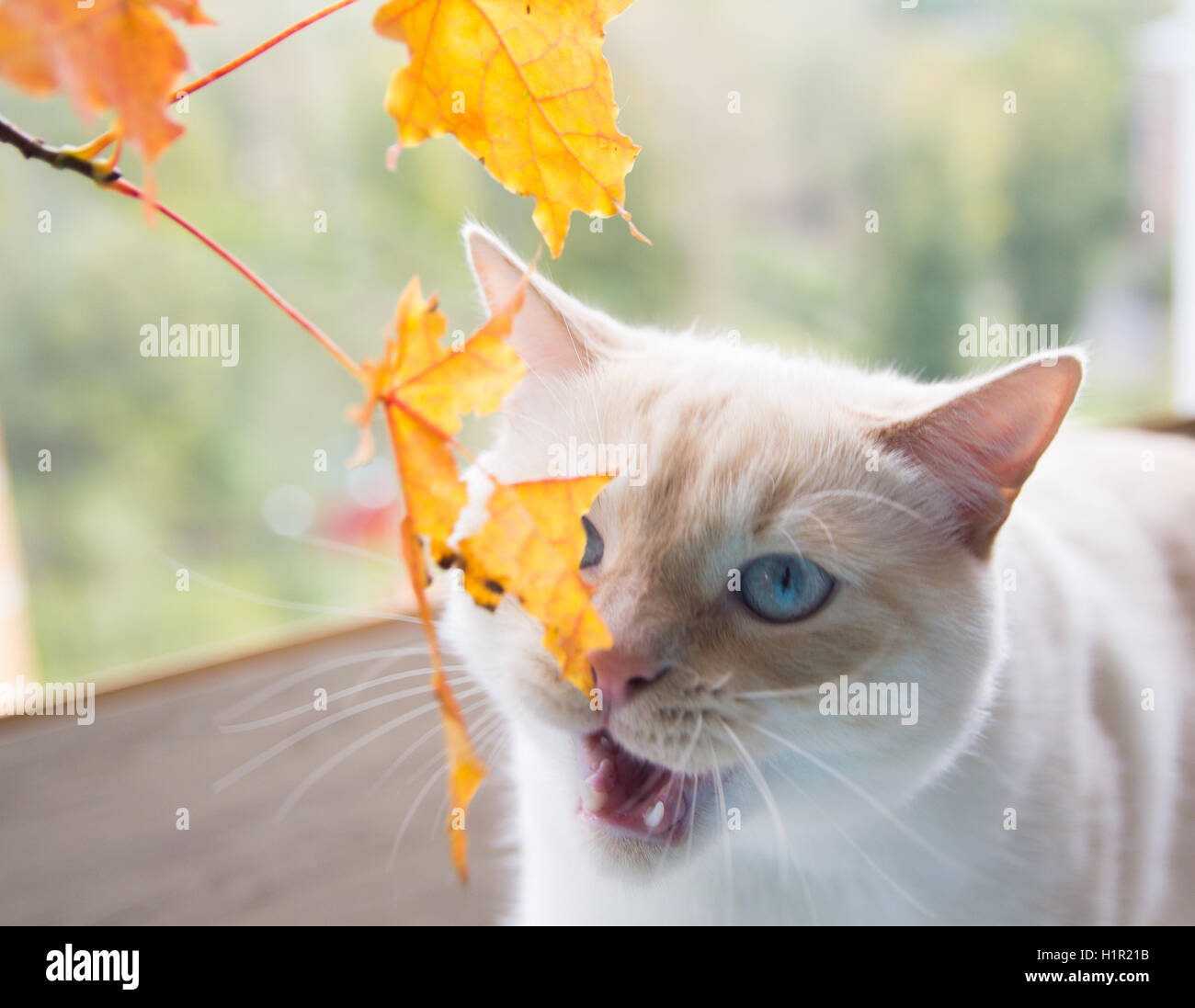 cat playing with autumn leaves Stock Photo - Alamy