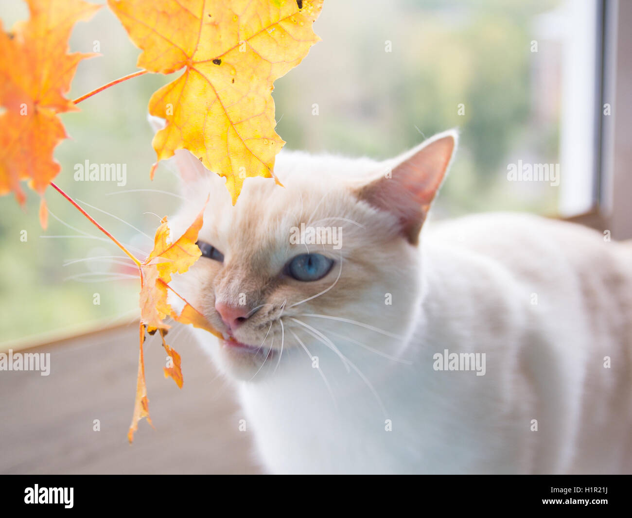 cat playing with autumn leaves Stock Photo - Alamy