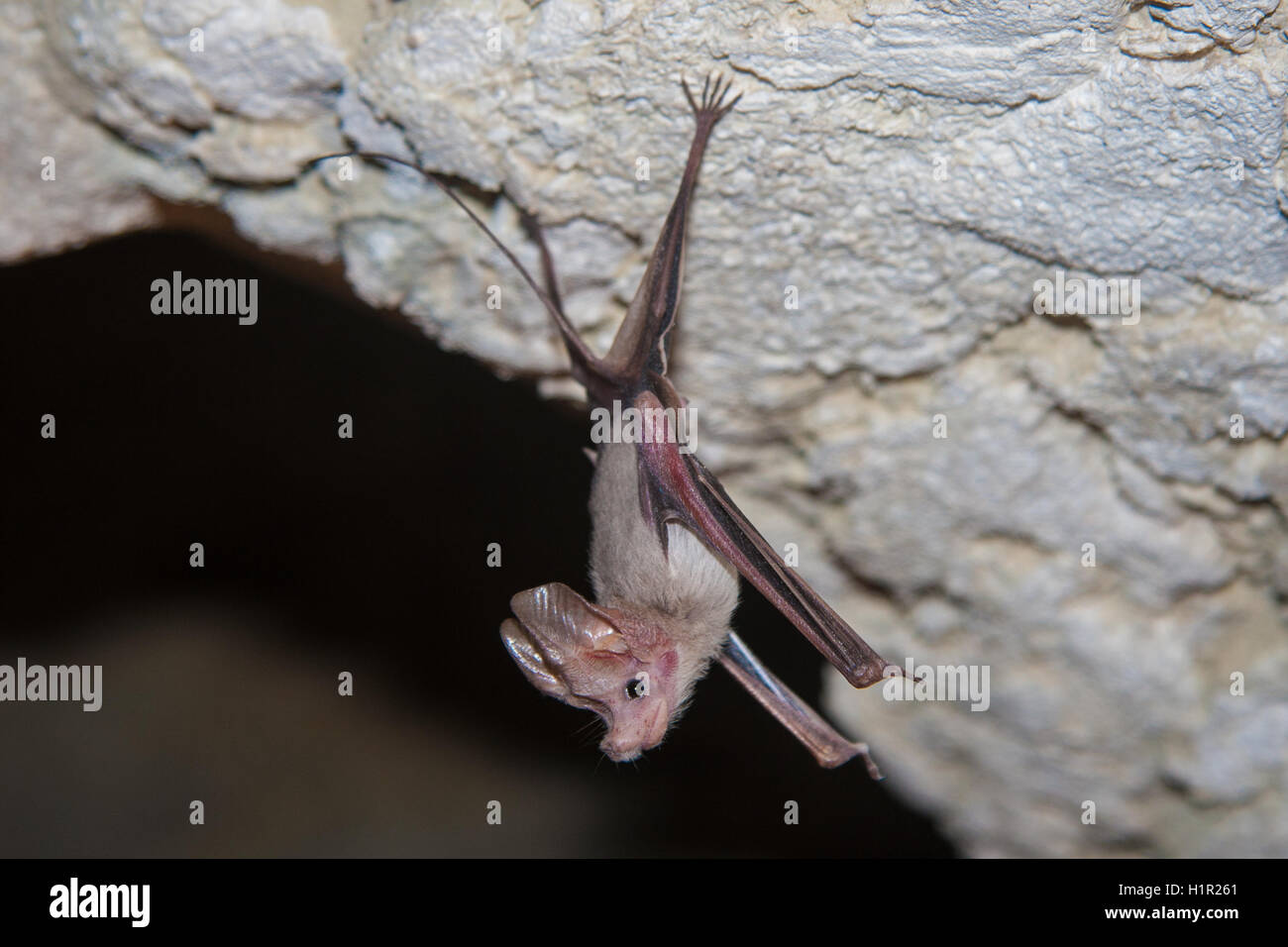 Small mouse-tailed bat Rhinopoma muscatellum in roosting cave below ...