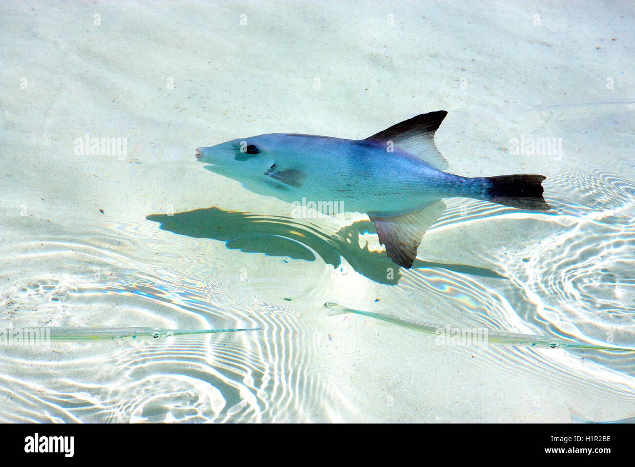 little fish isla contoy in mexico froath and foam the sea drop sunny ...