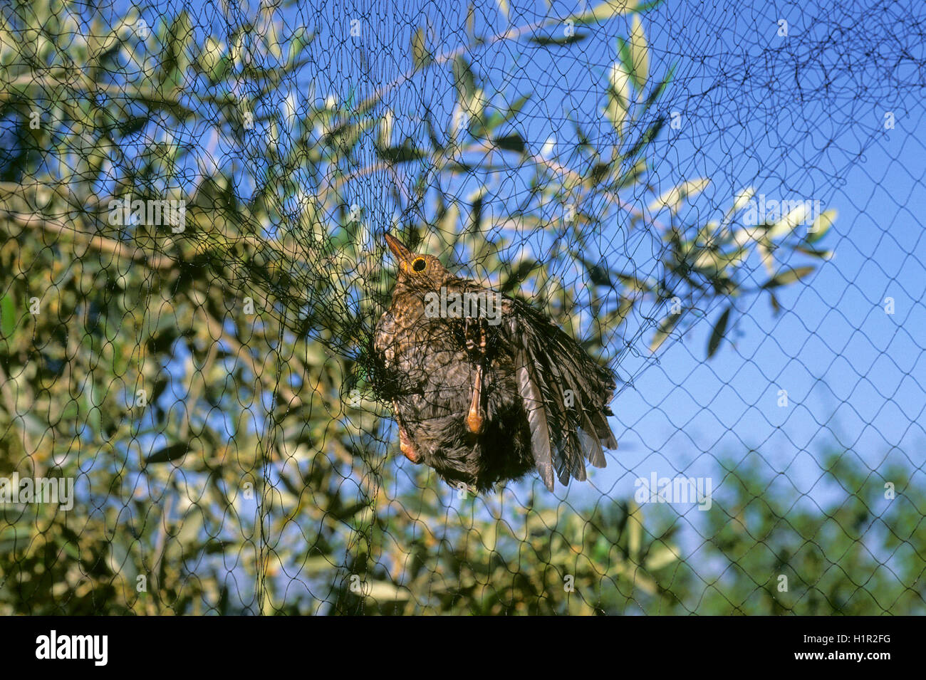 Young blackbird (Turdus merula) caught with net in the bird ringing ...