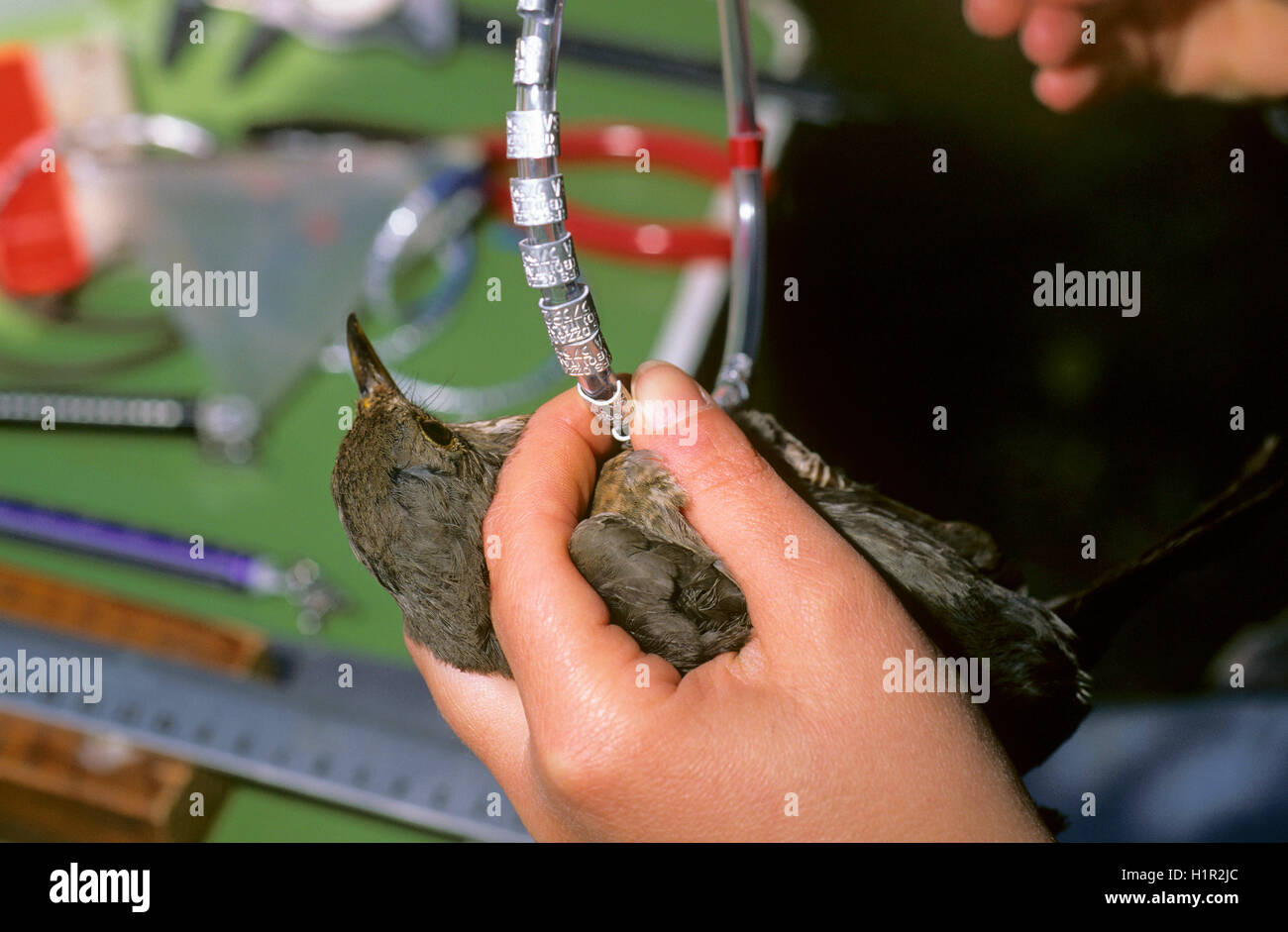 Young blackbird (Turdus merula) in the bird ringing station at Oasis La ...