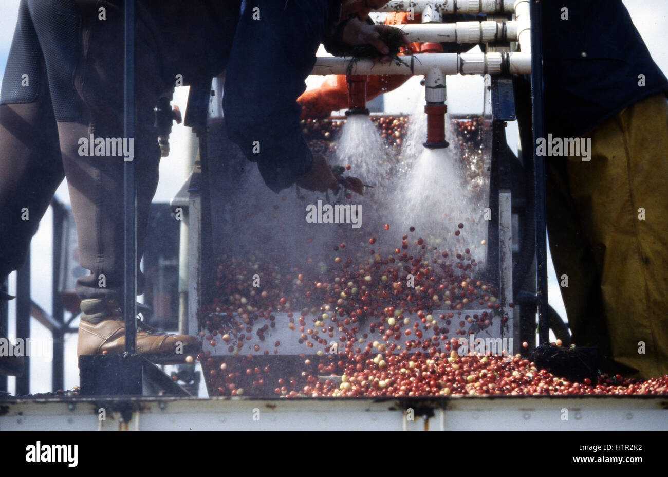 The cranberry, along with the blueberry and Concord grape, is one of ...