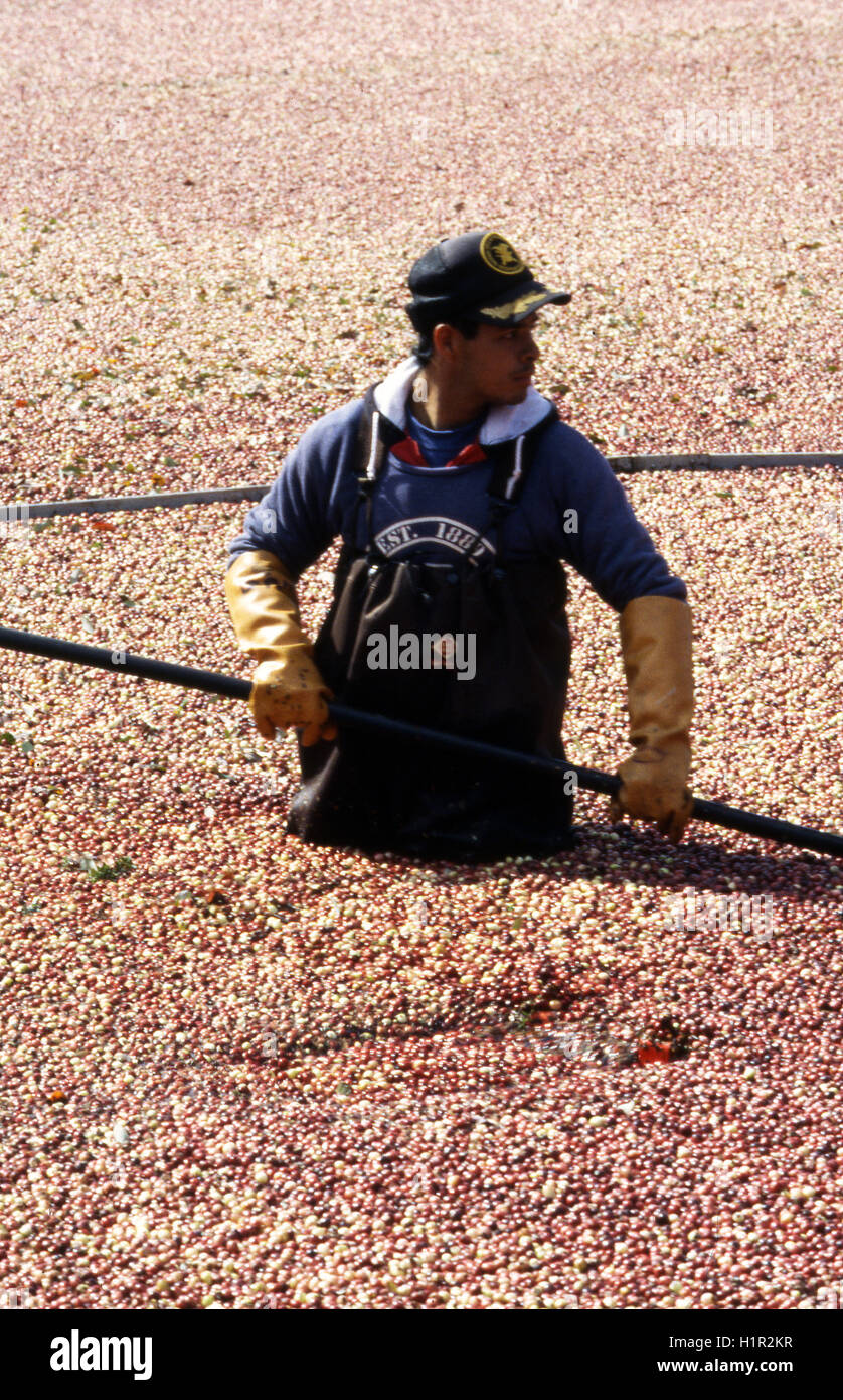 The cranberry, along with the blueberry and Concord grape, is one of ...