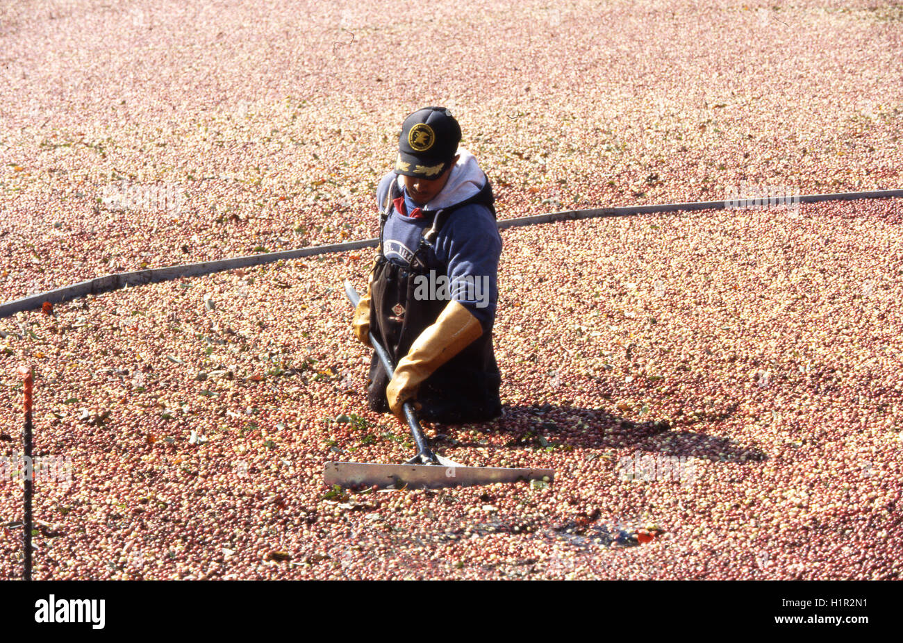The cranberry, along with the blueberry and Concord grape, is one of ...