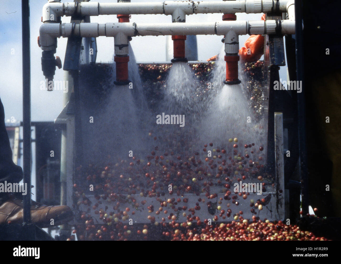 The cranberry, along with the blueberry and Concord grape, is one of ...