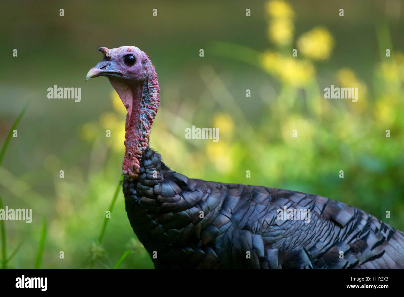 Turkey green hi-res stock photography and images - Alamy