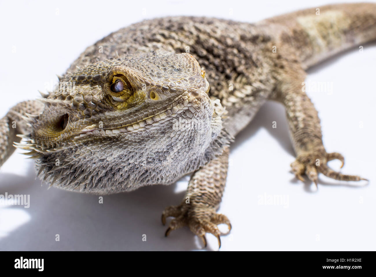 Male bearded dragon blinking isolated on white Stock Photo - Alamy