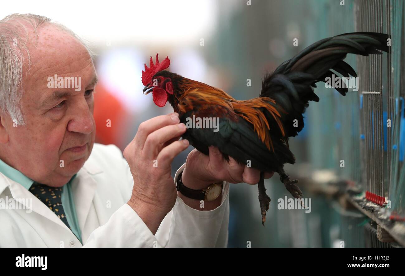A judge inspects a Serama Chicken in the Poultry tent at the Malvern ...