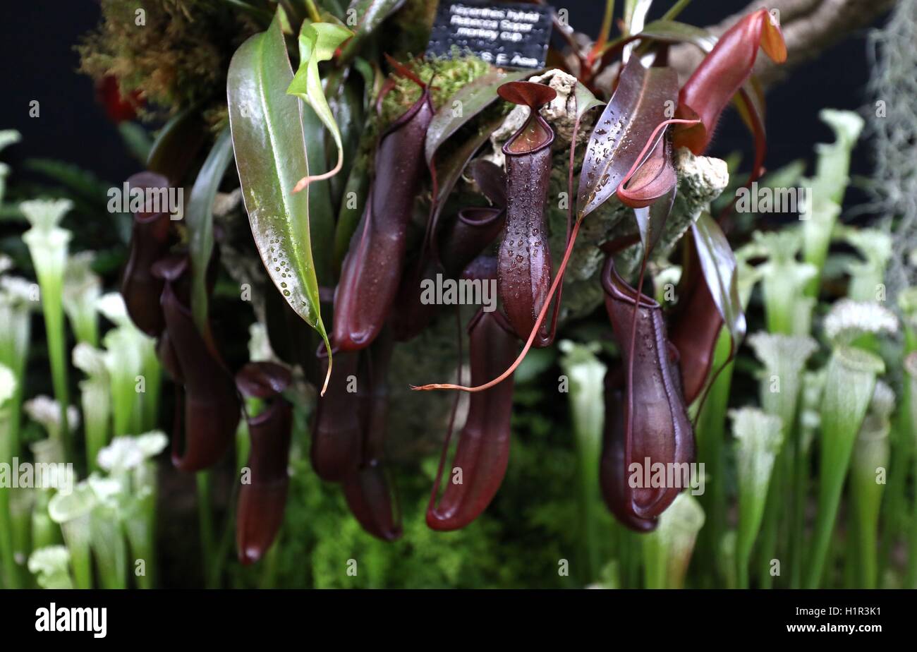 General view of the Hampshire Carnivorous plants display which received ...