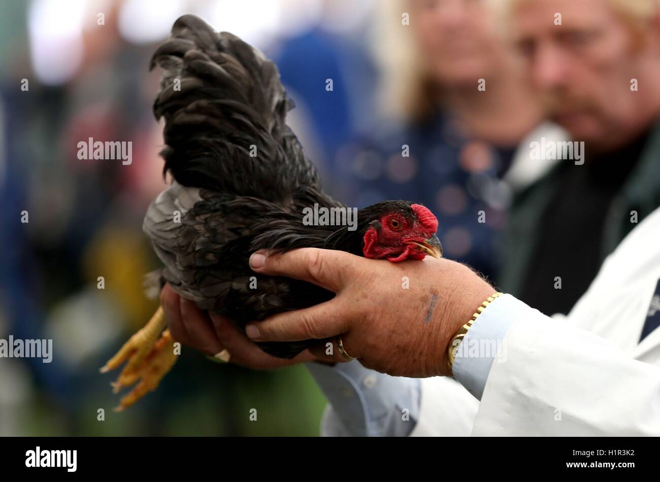 A Chicken is inspected during judging in the Poultry tent at the ...