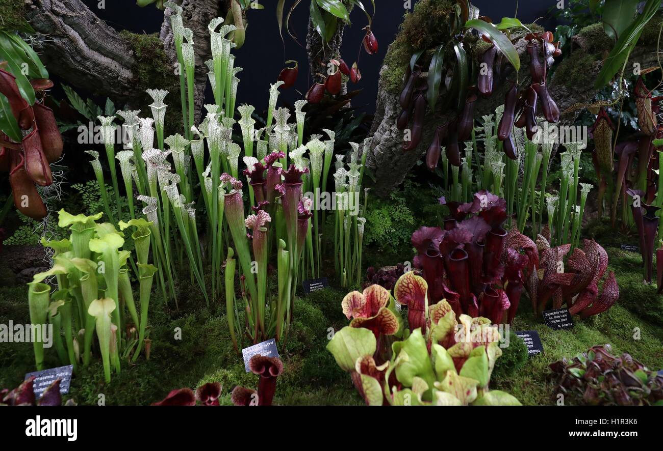 General view of the Hampshire Carnivorous plants display which received ...