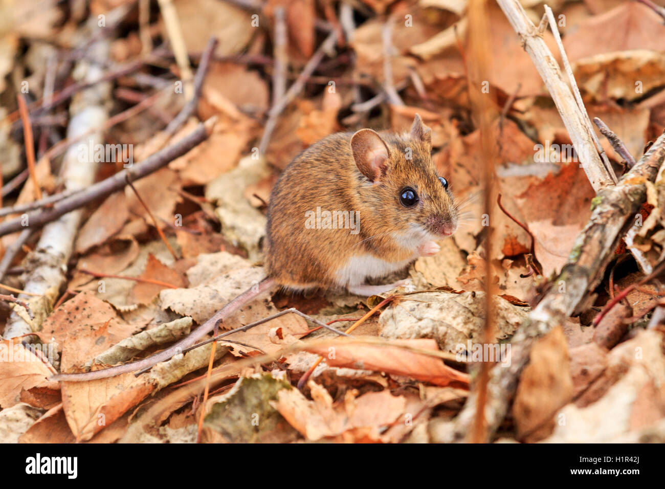 field mouse among autumn leaves Stock Photo - Alamy