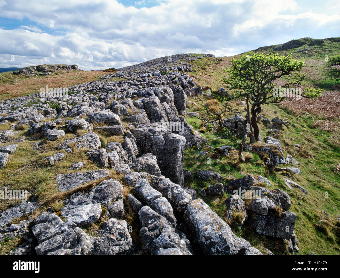 Parts of this Carboniferous limestone ridge on Bryn Alyn, in the ...