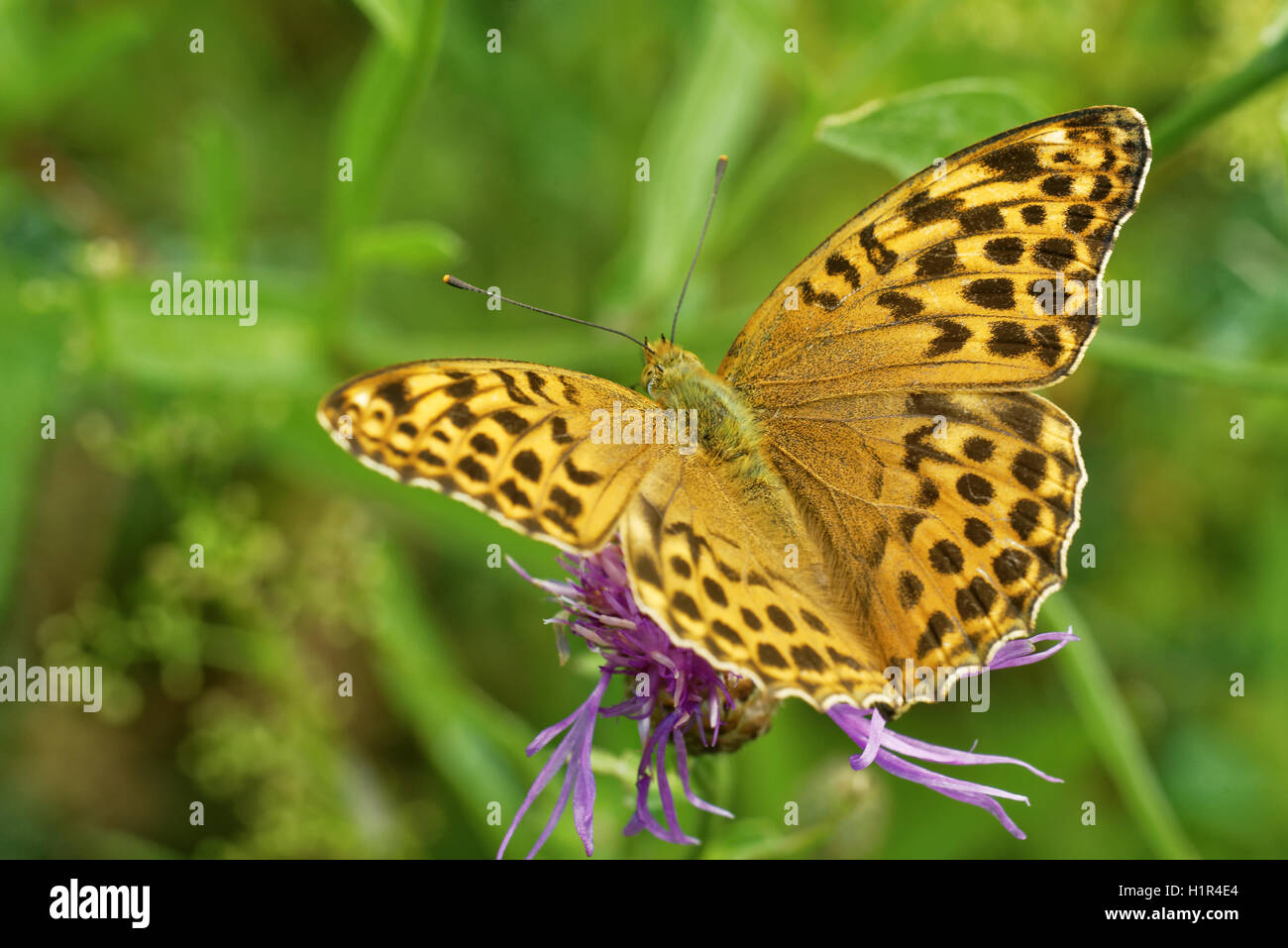 Silver washed fritillary hi-res stock photography and images - Alamy