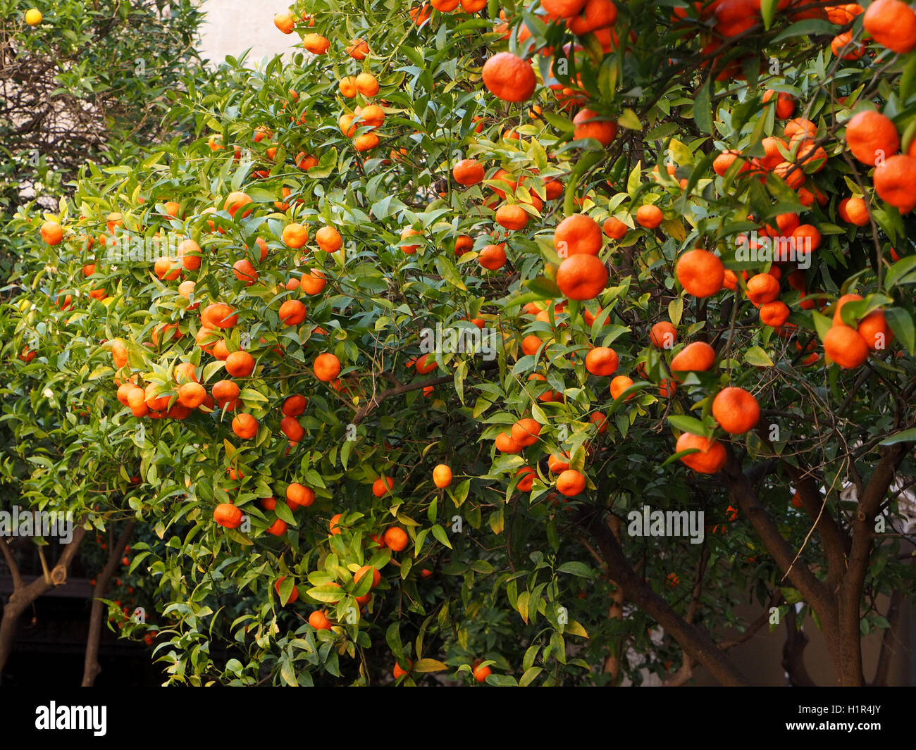 Heavily laden fruit trees hi-res stock photography and images - Alamy