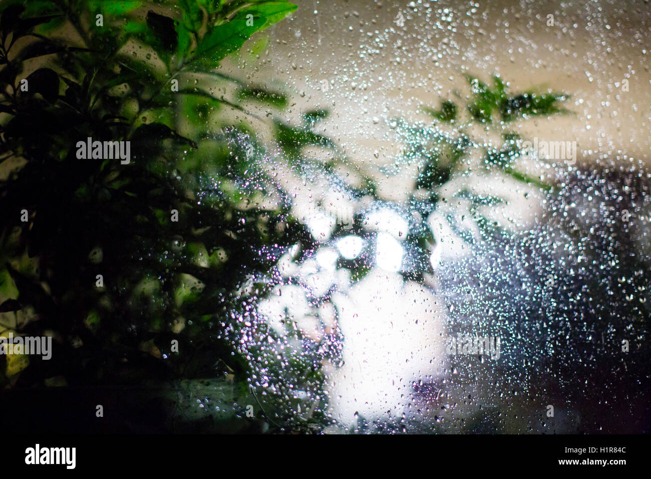 Looking in through a shop window at plants with rain drops on the ...