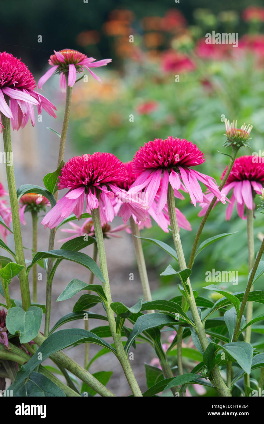 Echinacea double scoop bubblegum hi-res stock photography and images ...