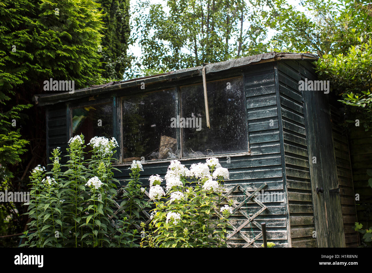 Old run down wooden shed in an over run garden Stock Photo - Alamy