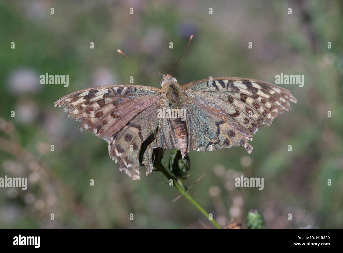 Butterfly landed on a flower, green background Stock Photo - Alamy