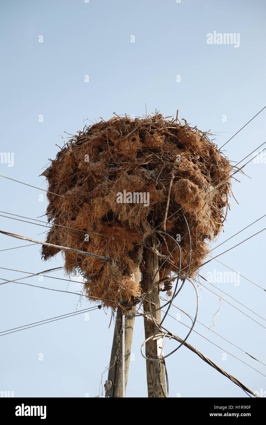 Large bird nest hi-res stock photography and images - Alamy