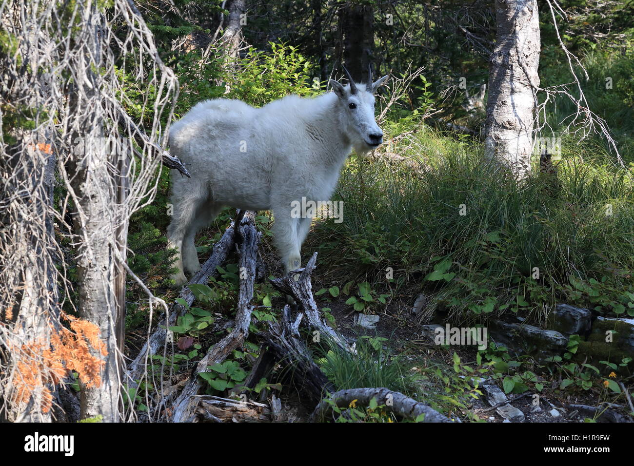 Mountain Goat Oreamnos americanus Glacier National Park Montana USA ...